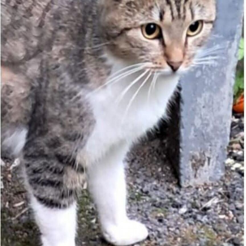 Кошечка ищет дом