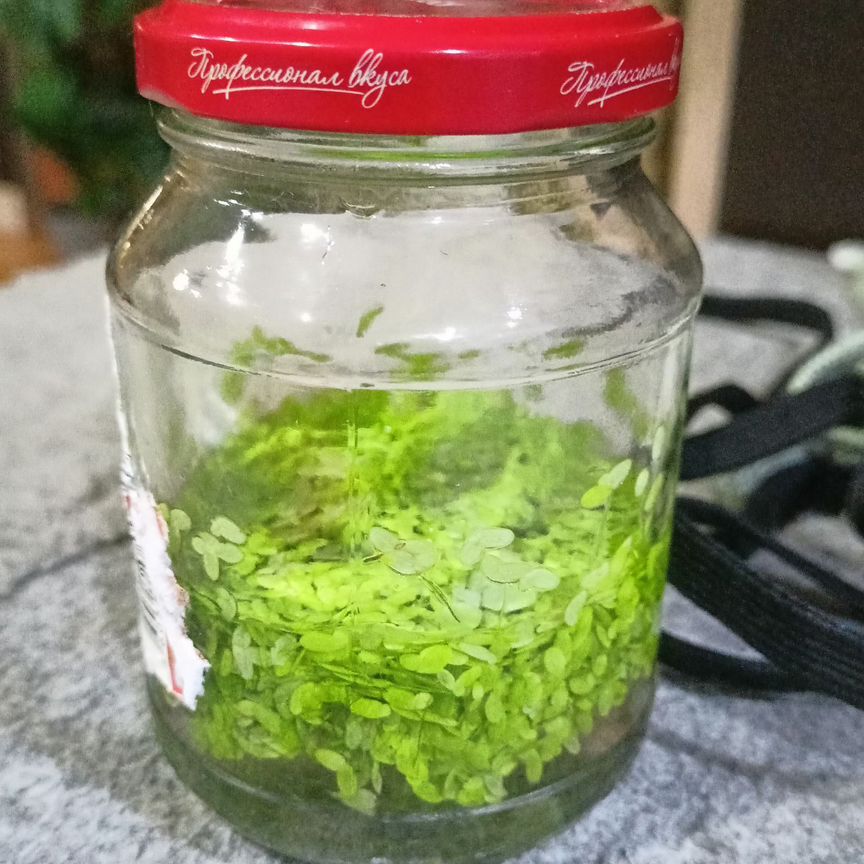Аквариумная ряска