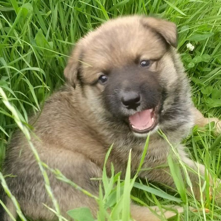 1 месяц мальчик отдадим в хорошие руки