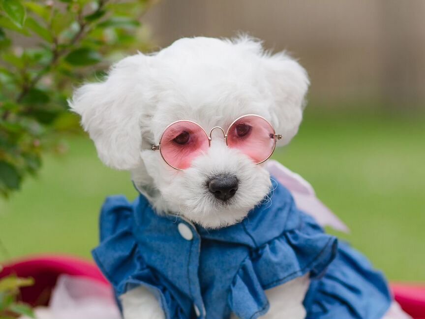 Щенки бишон фризе