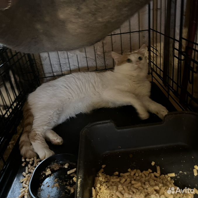 Кот Лакки