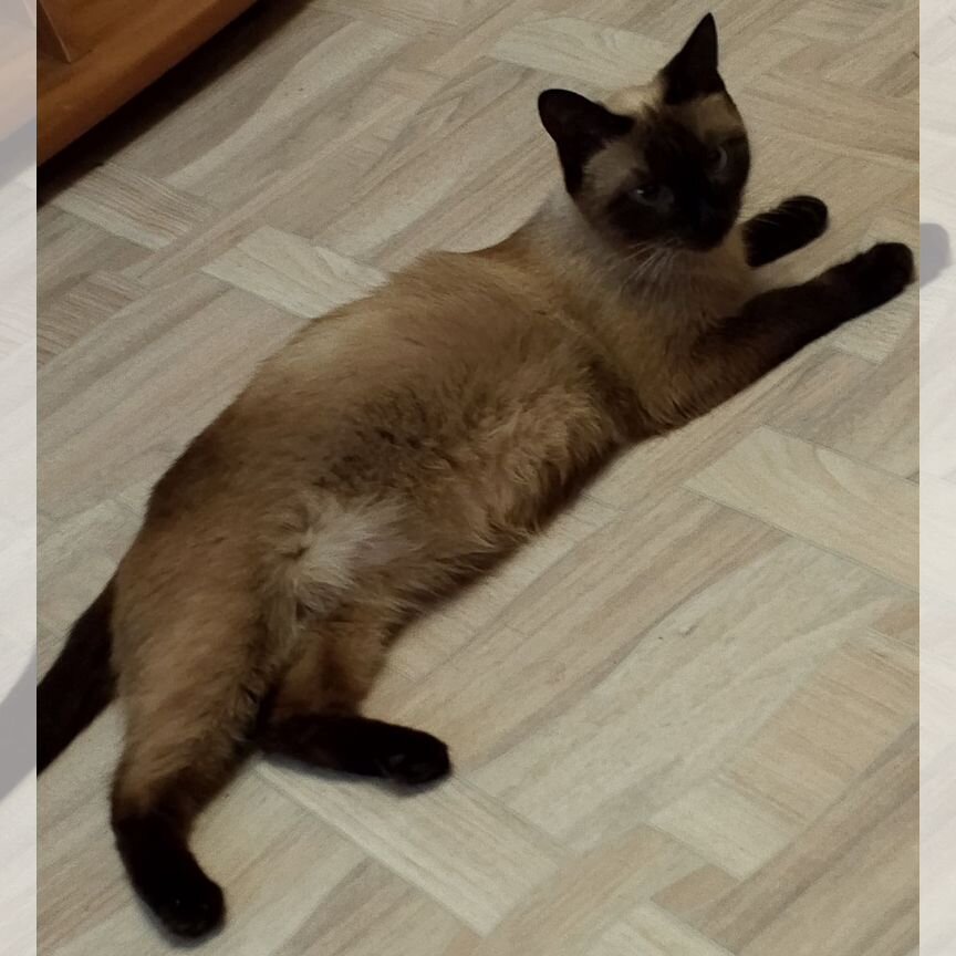 Сиамская кошечка
