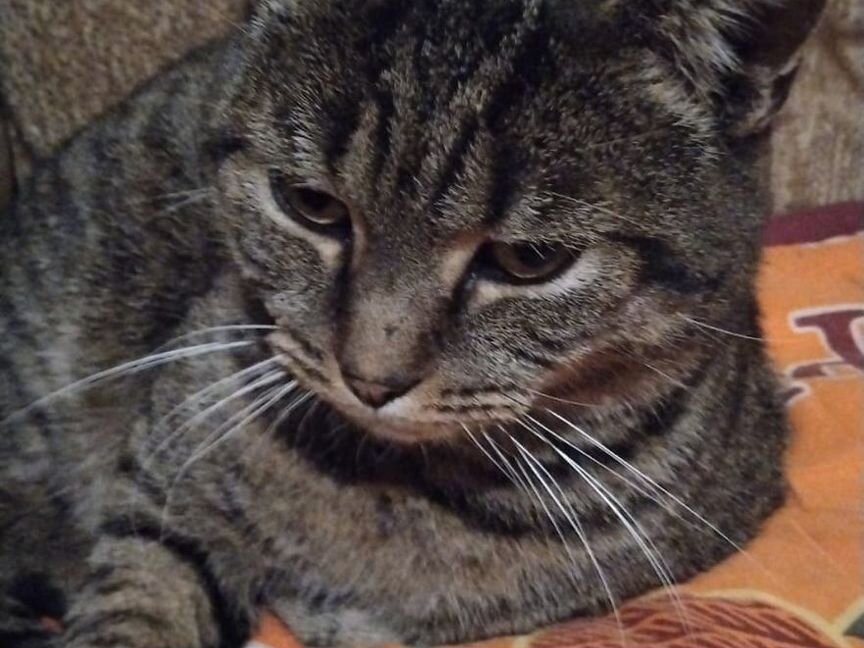 Молодой котик