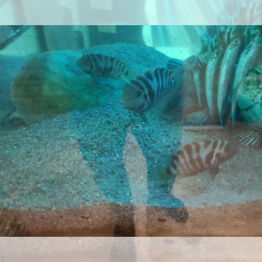 Цихлиды чернополосые