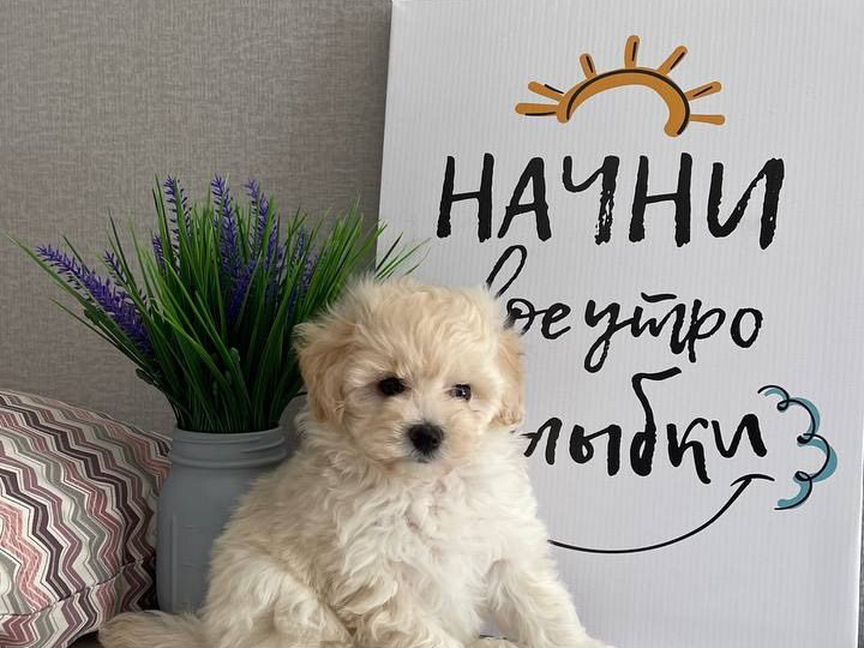 Щенок мальтипу f1