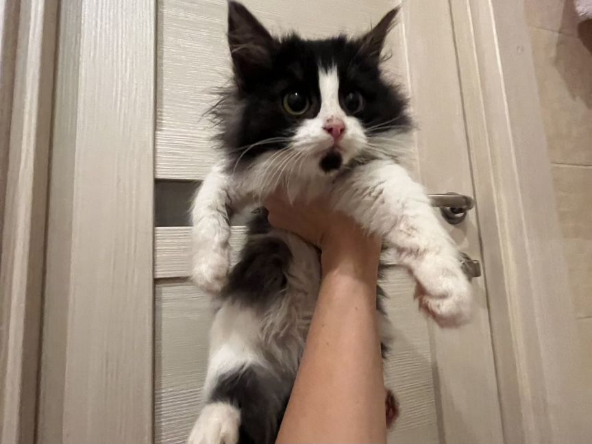 Котенок Антошка