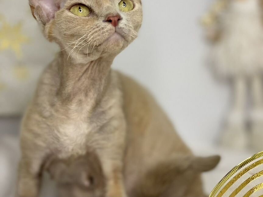 Молодая кошечка Девон, лиловая черепаха