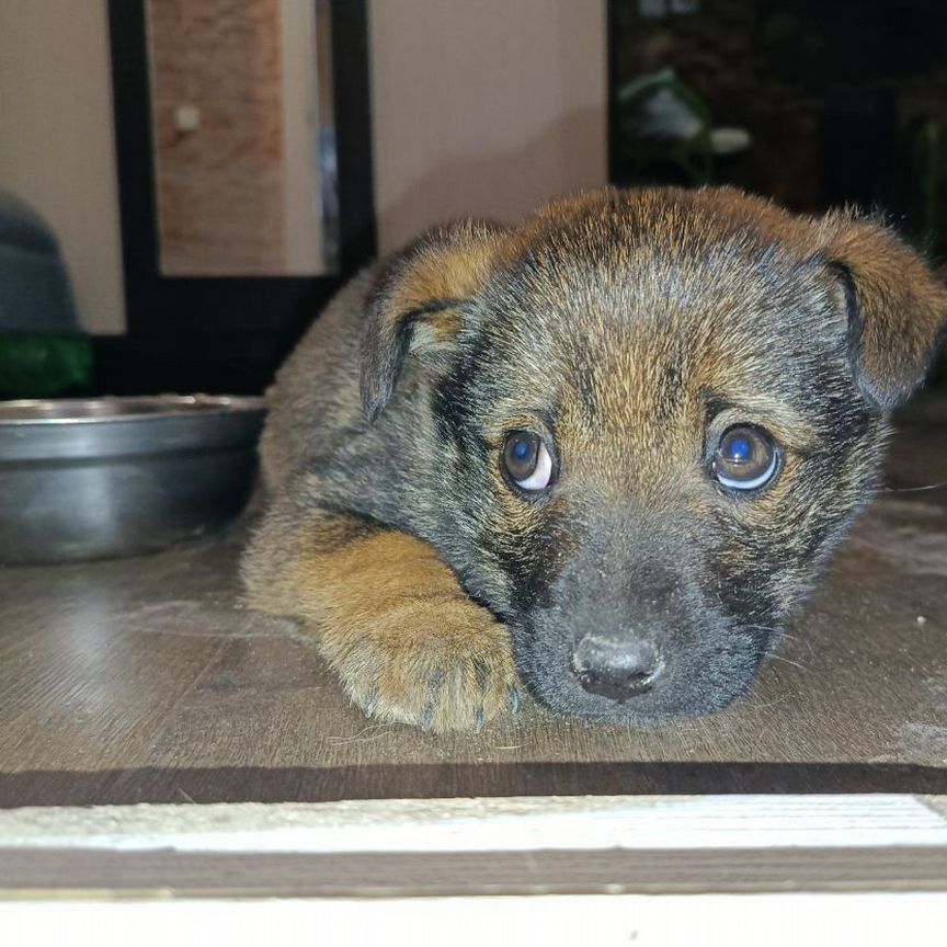 Щенок в добрые руки