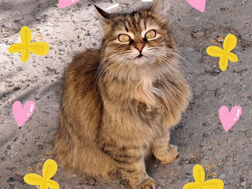 Ласковой взрослой кошечке нужен дом