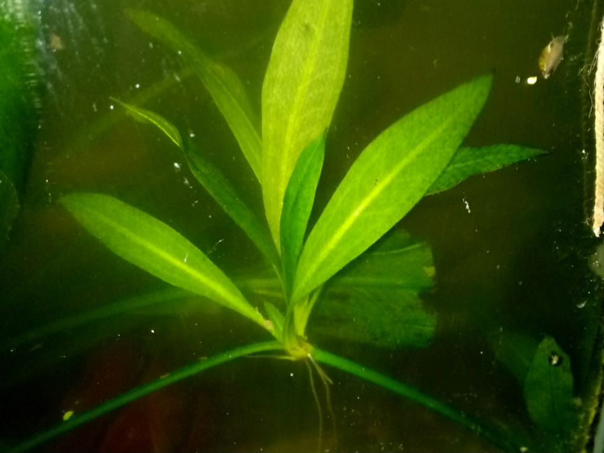 Эхинодорус Амазонка