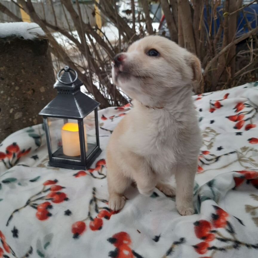 Кремовые щеночки в добрые руки