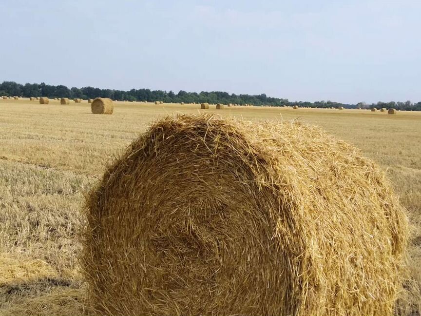 Солома ячменная, сено степное и луговое