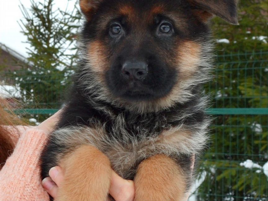 Дочь Отборника, сука, щенок, РКФ