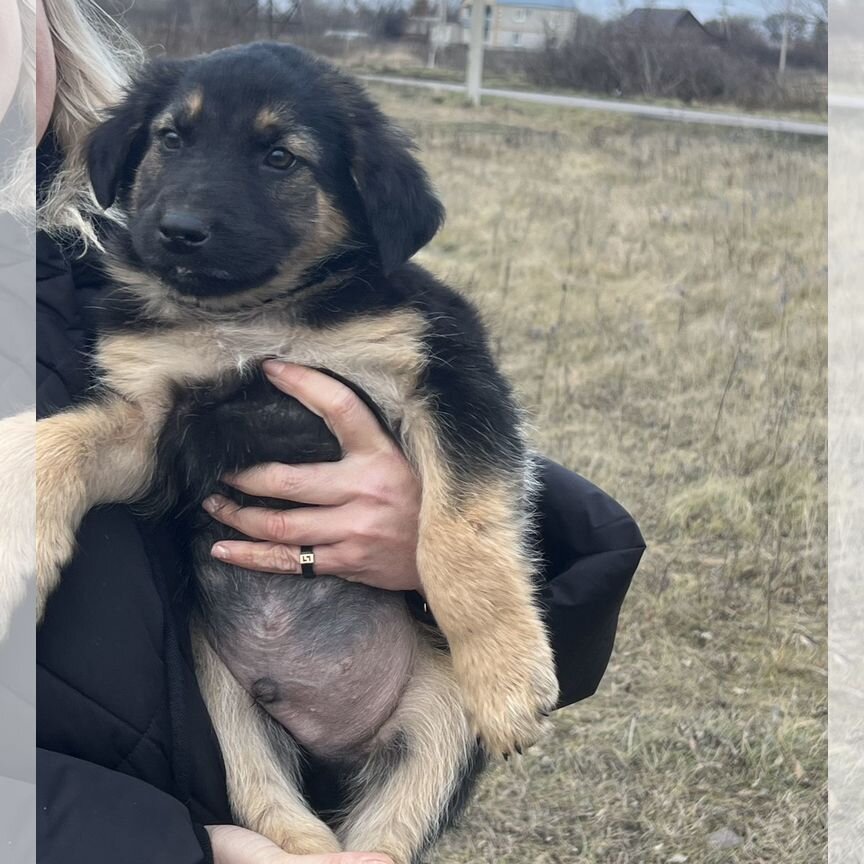 Щенок в добрые руки