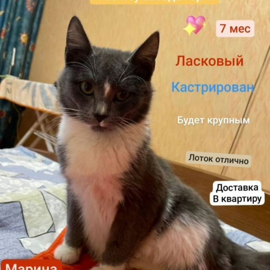 Молодой котик ищет дом