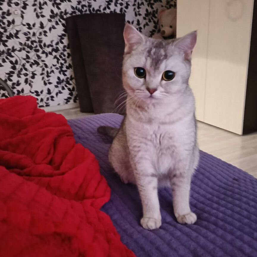 Шотландская кошка
