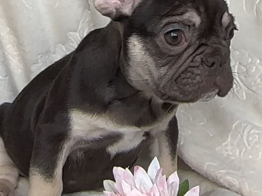 Французский бульдог