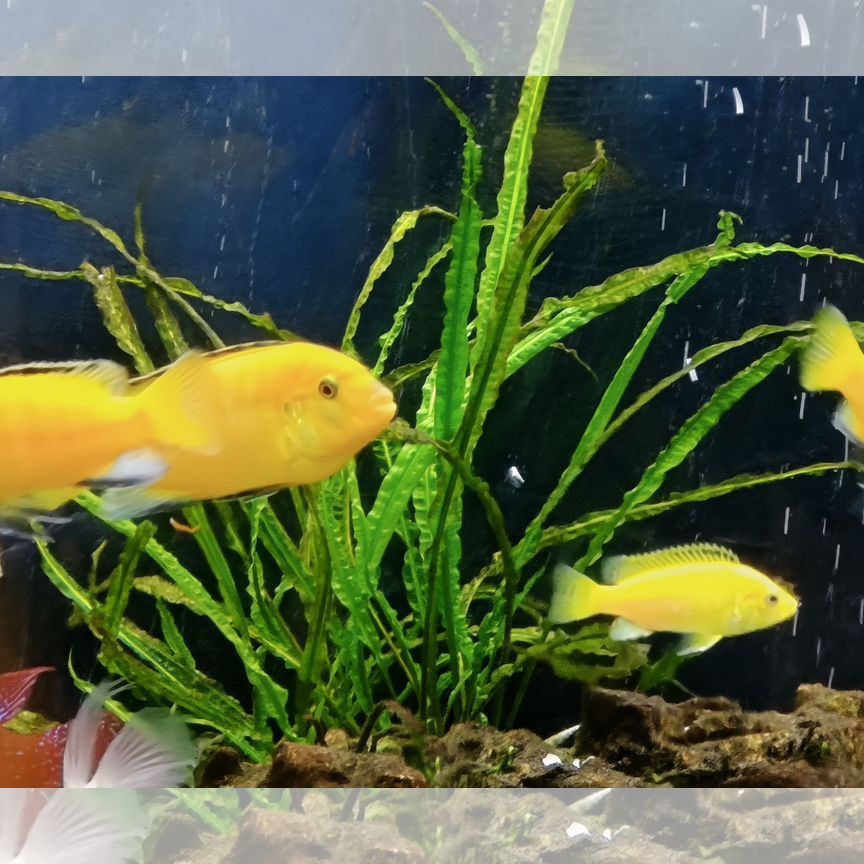 Аквариумные рыбки цихлиды