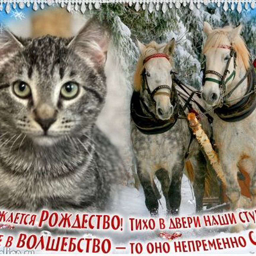 Европейский короткошёрстный котёнок