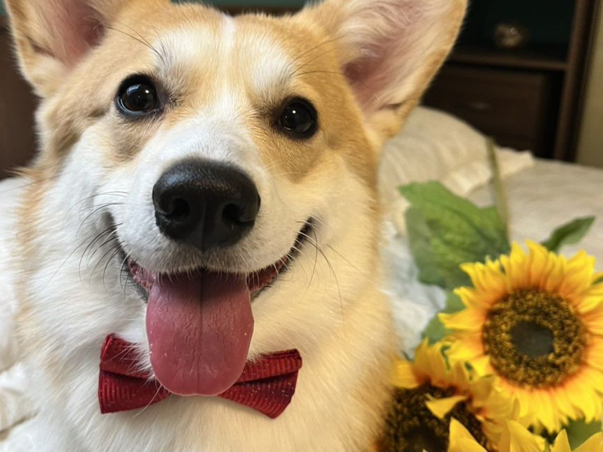 Вельш-корги пемброк ищет невесту для вязки
