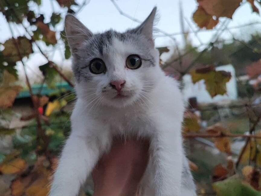 Котëнок