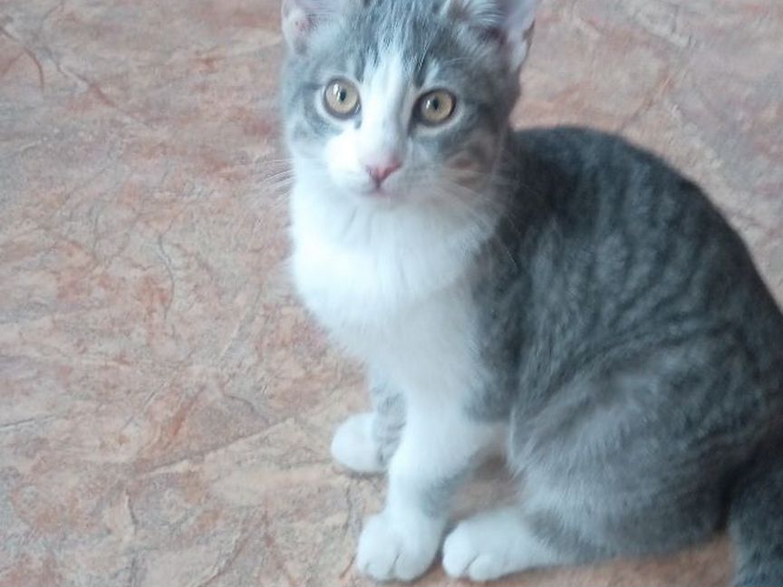 Молодой котик в дар(котёнок в добрые руки)