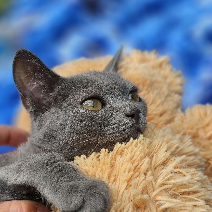 Котенок в дар