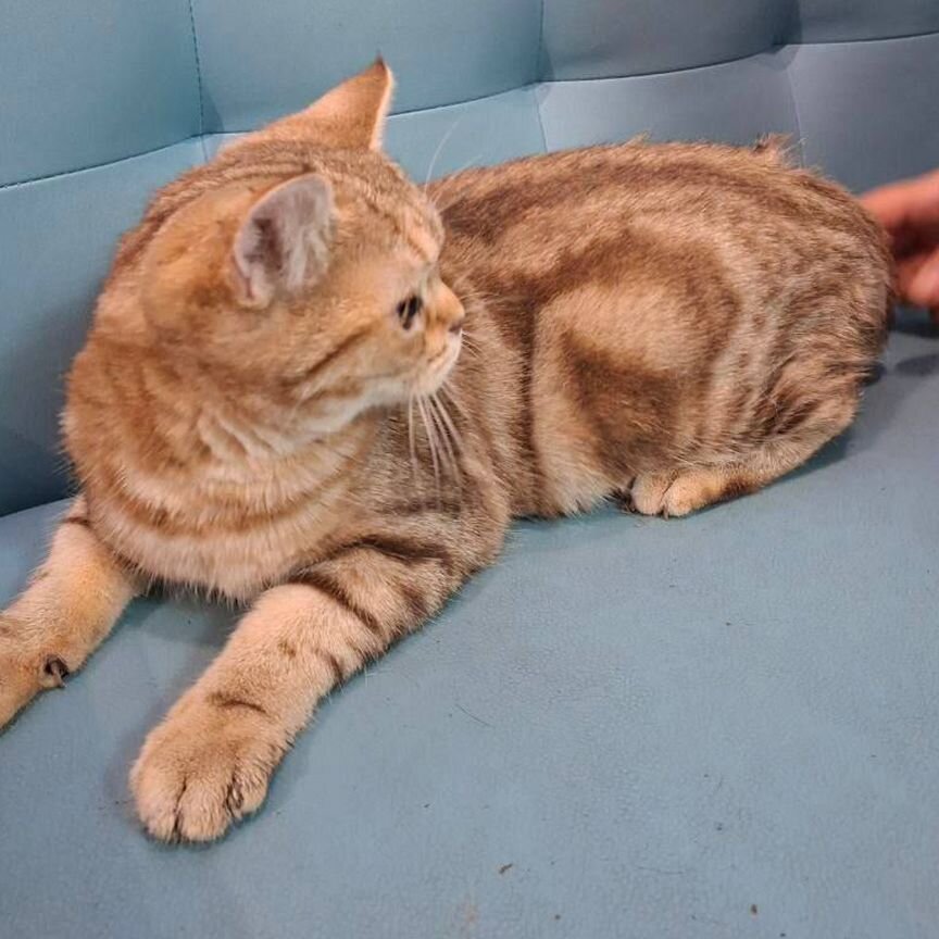 Британская короткошёрстная, взрослая кошка