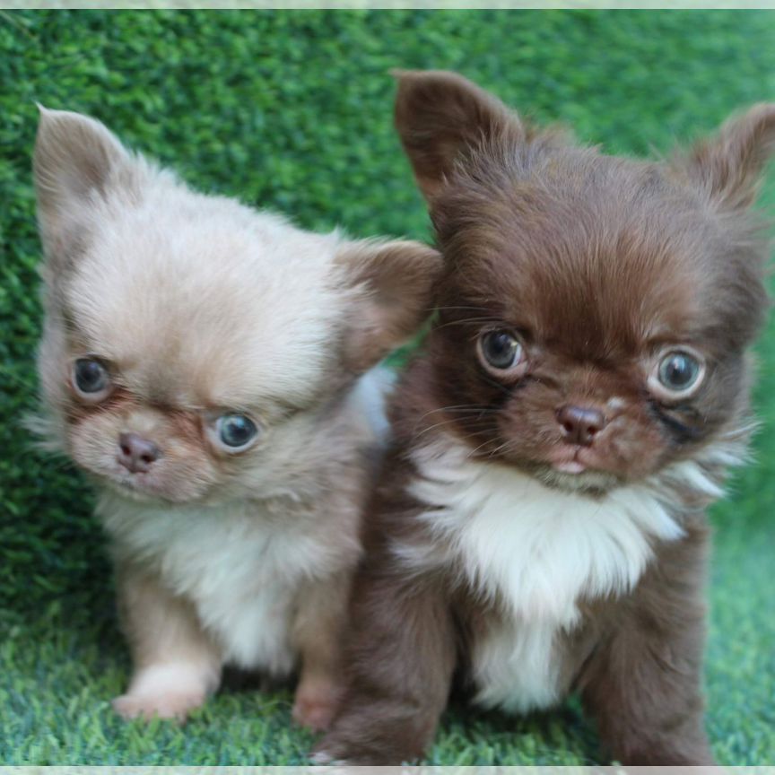 Чихуахуа, щенок