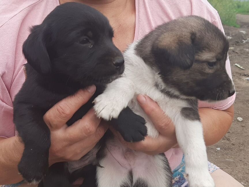 Щенки В добрые руки