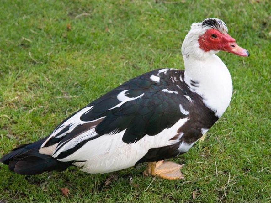 Утки мускусные-индоутки