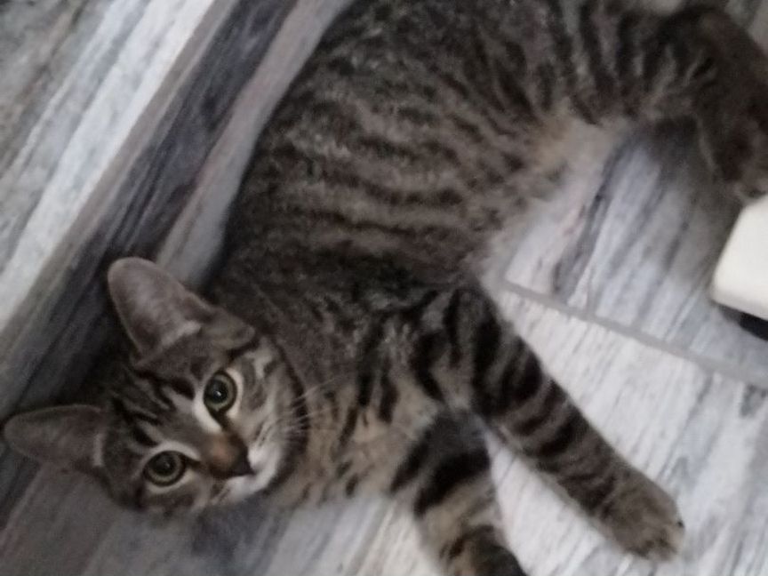 Кошка