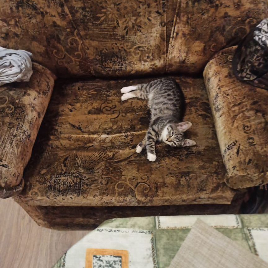 Котята в добрые руки бесплатно