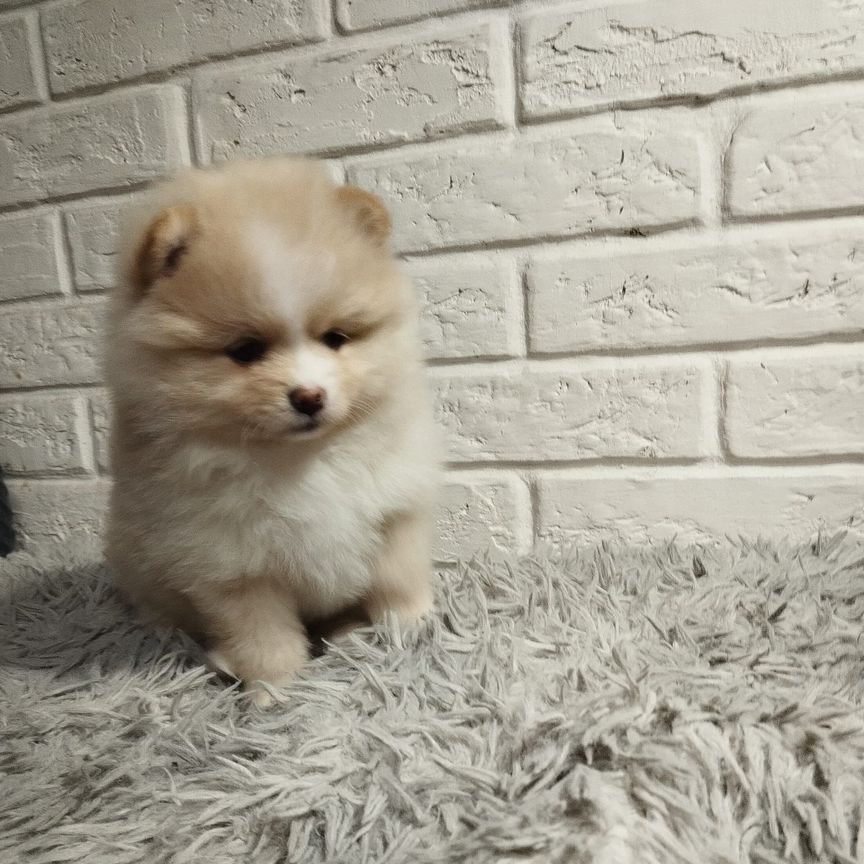 Щенки шпица