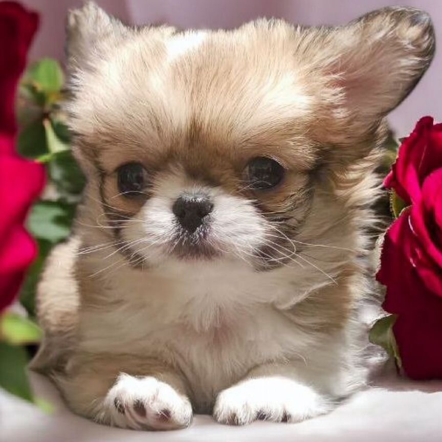 Чихуахуа, щенок