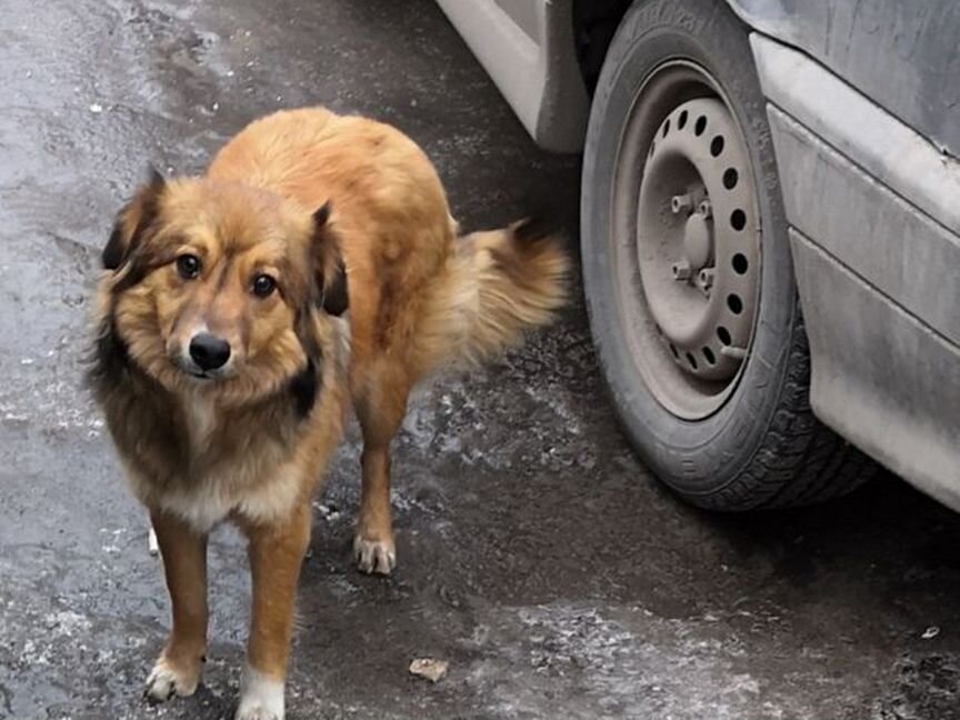 Собака в добрые руки