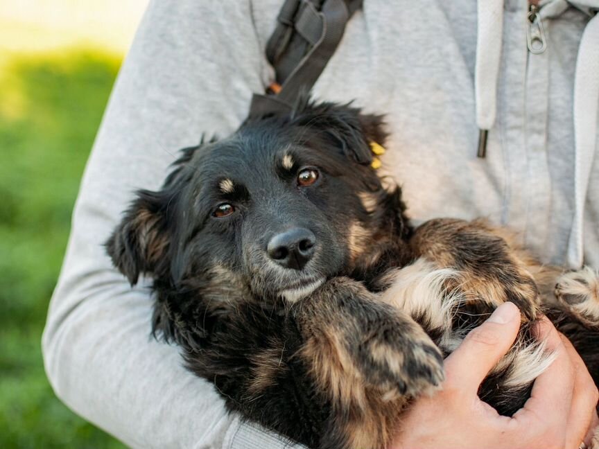 Собачка из приюта