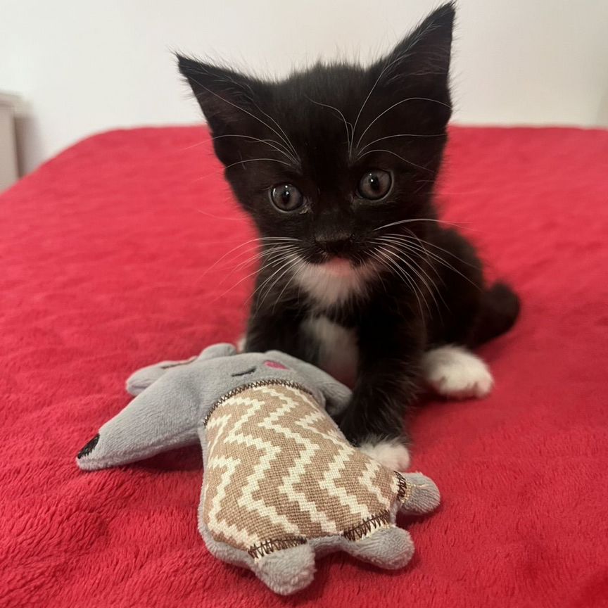 Котёнок девочка Ласточка