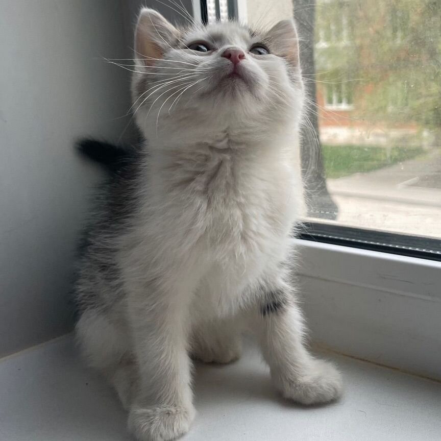 Котёнок в добрые руки