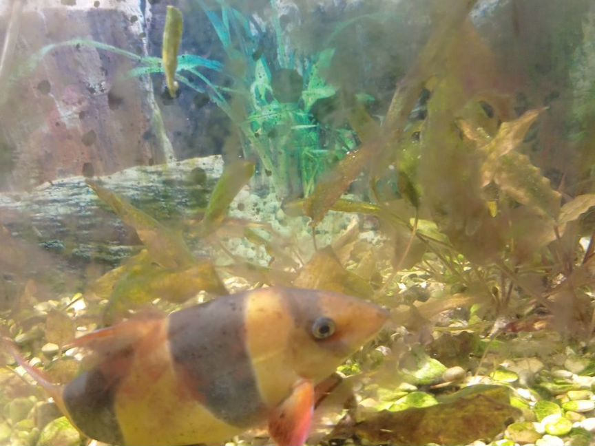 Аквариумные рыбки клоун