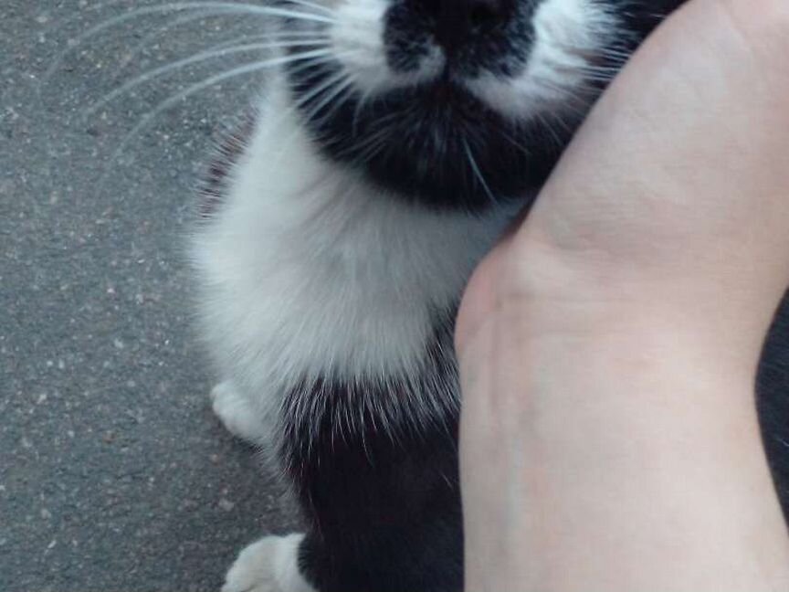 Отдам котов
