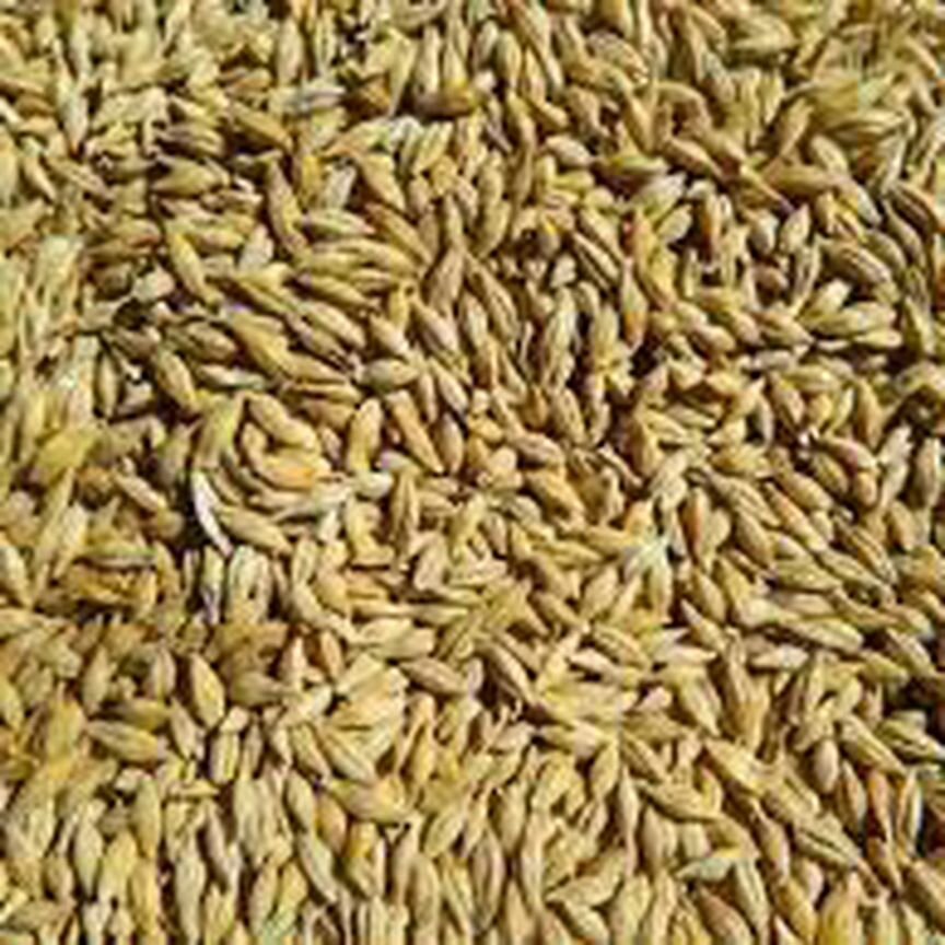 Яровой ячмень