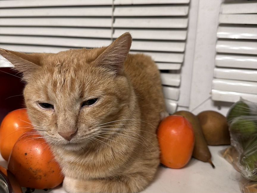 Рыжий котик в дар