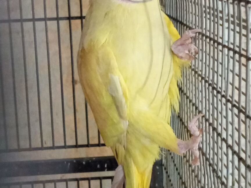 Ожерелик жёлтый самец