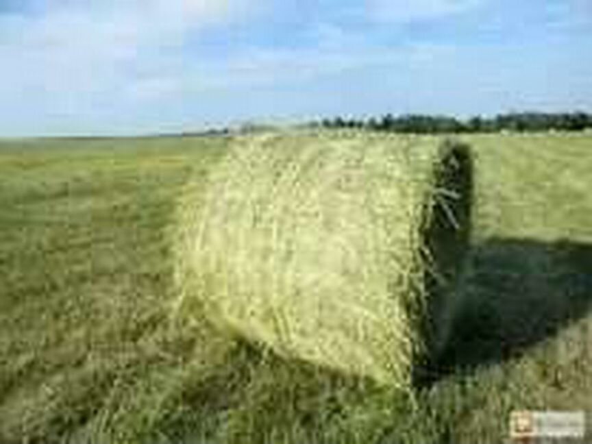 Сено в рулонах 2023