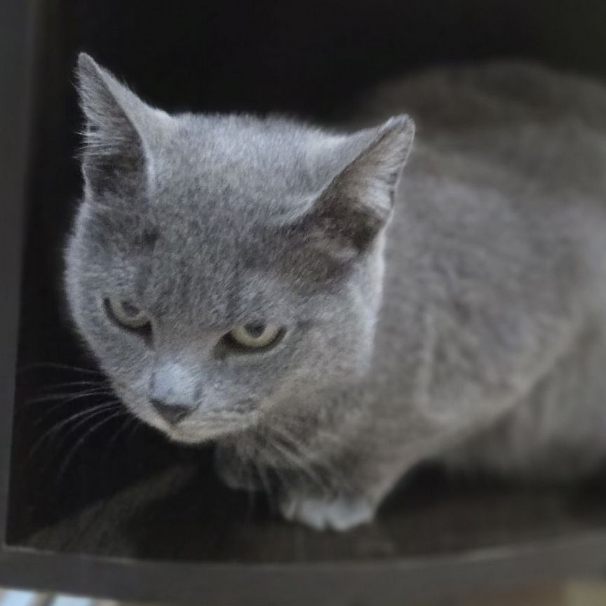 Взрослая кошка в добрые руки