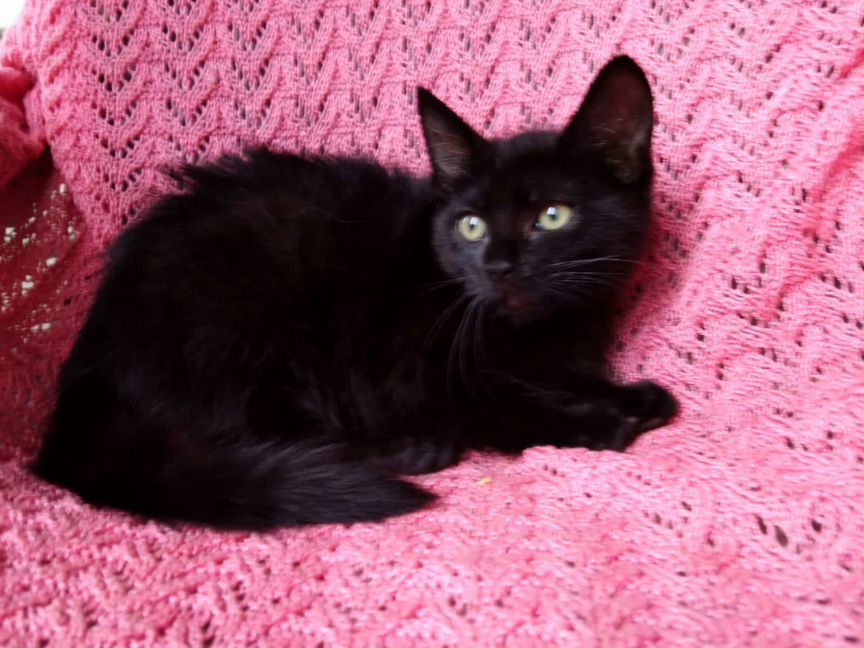 Маленькая пантера