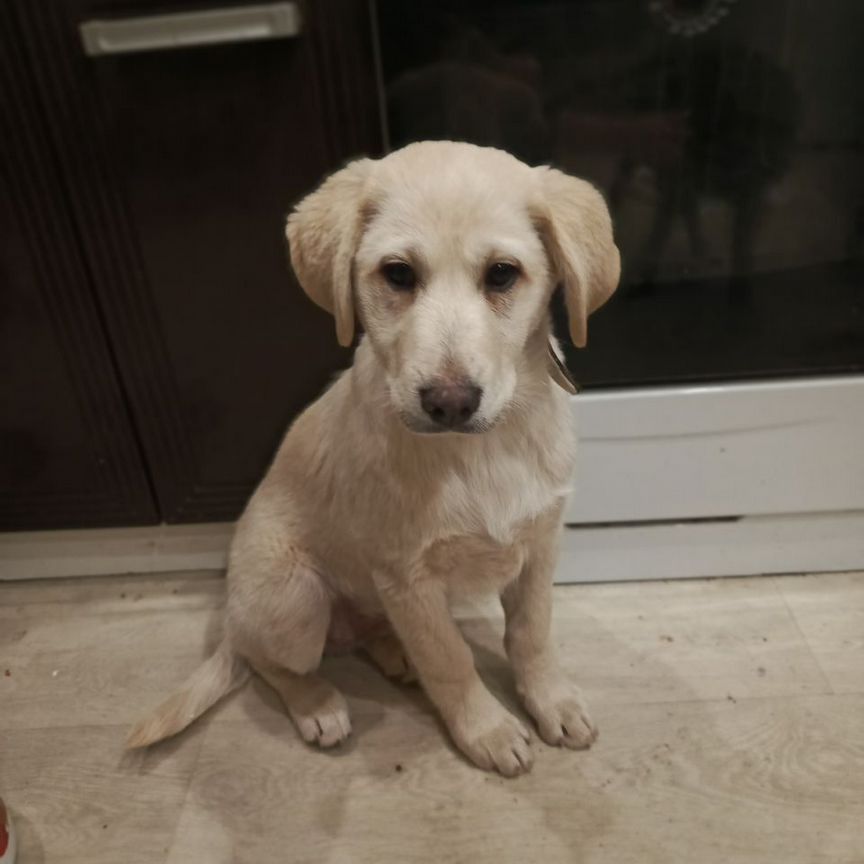 Малыш в добрые руки