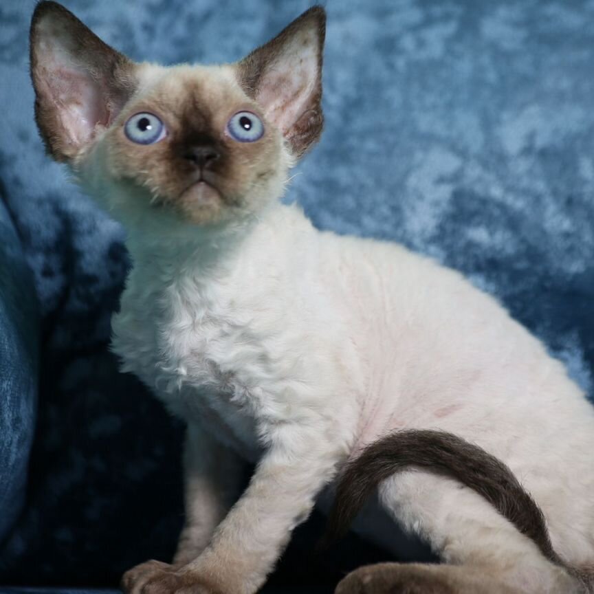 Девон-рекс котёнок