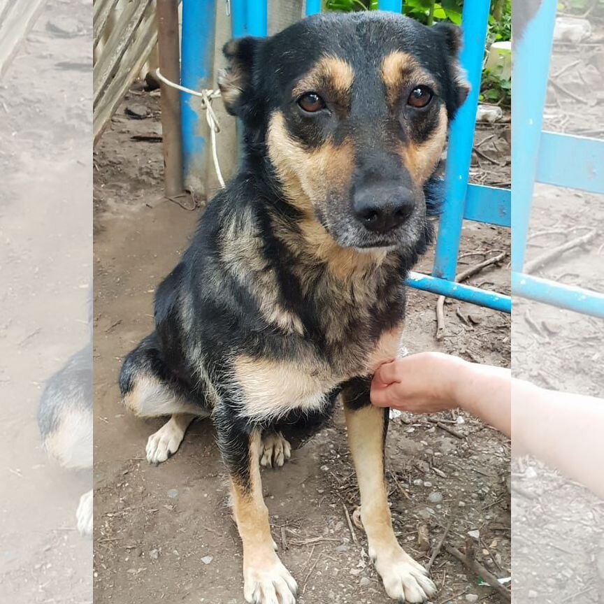 Собака в большой беде